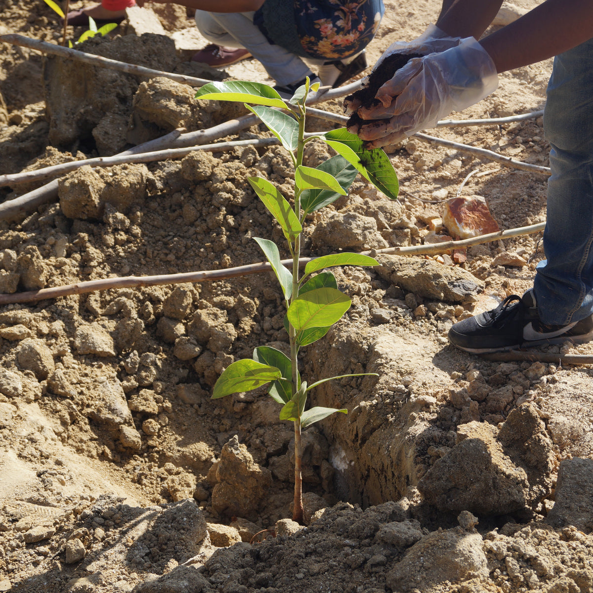 Ride for a Cause - Plant Saplings - 14th July 2024 – Adventures by RB